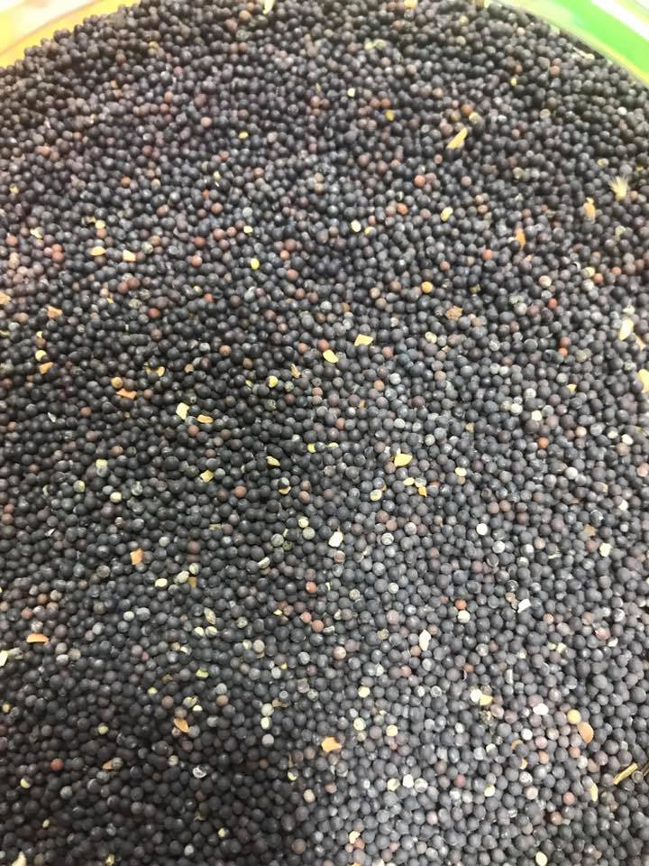 siyah hardal tohumu 50 gram - Bascilbaharat.com